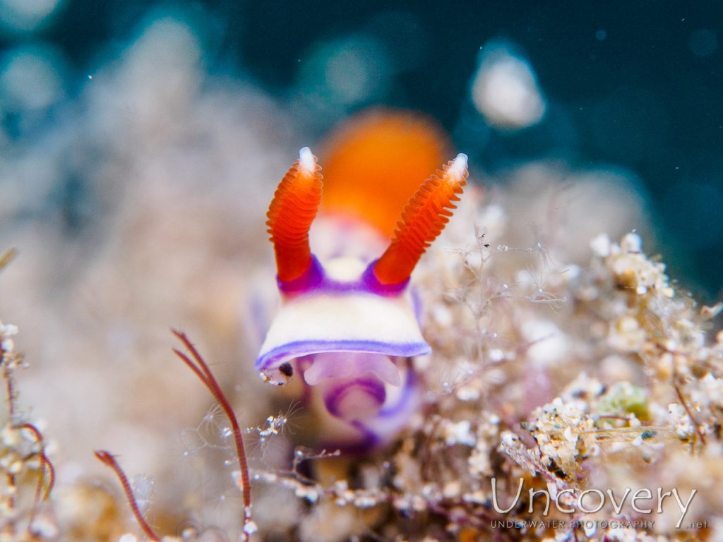 Balanoy – Uncovery.net